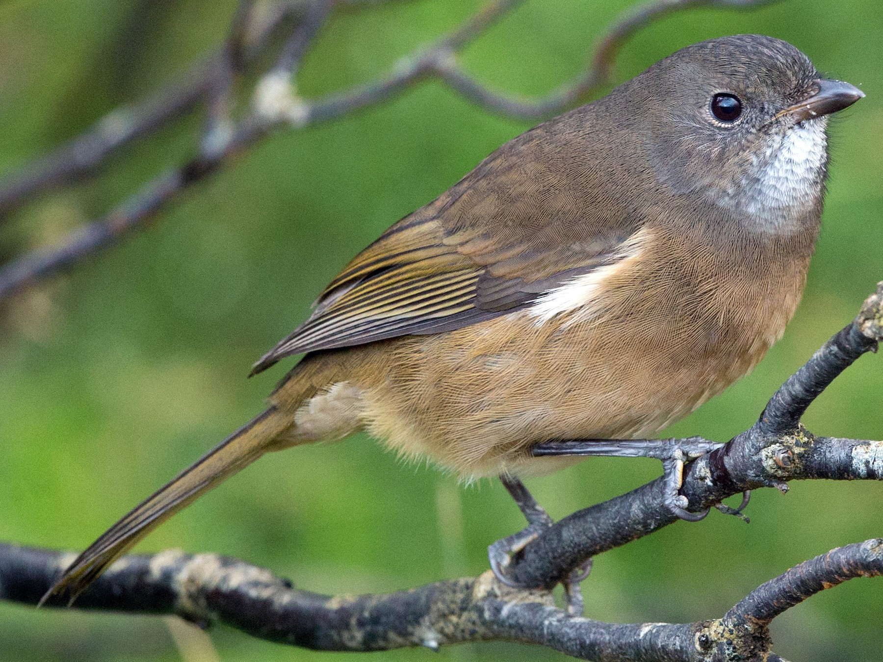 Silbador Oliváceo - eBird