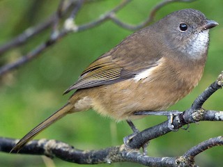 Olive Whistler - eBird