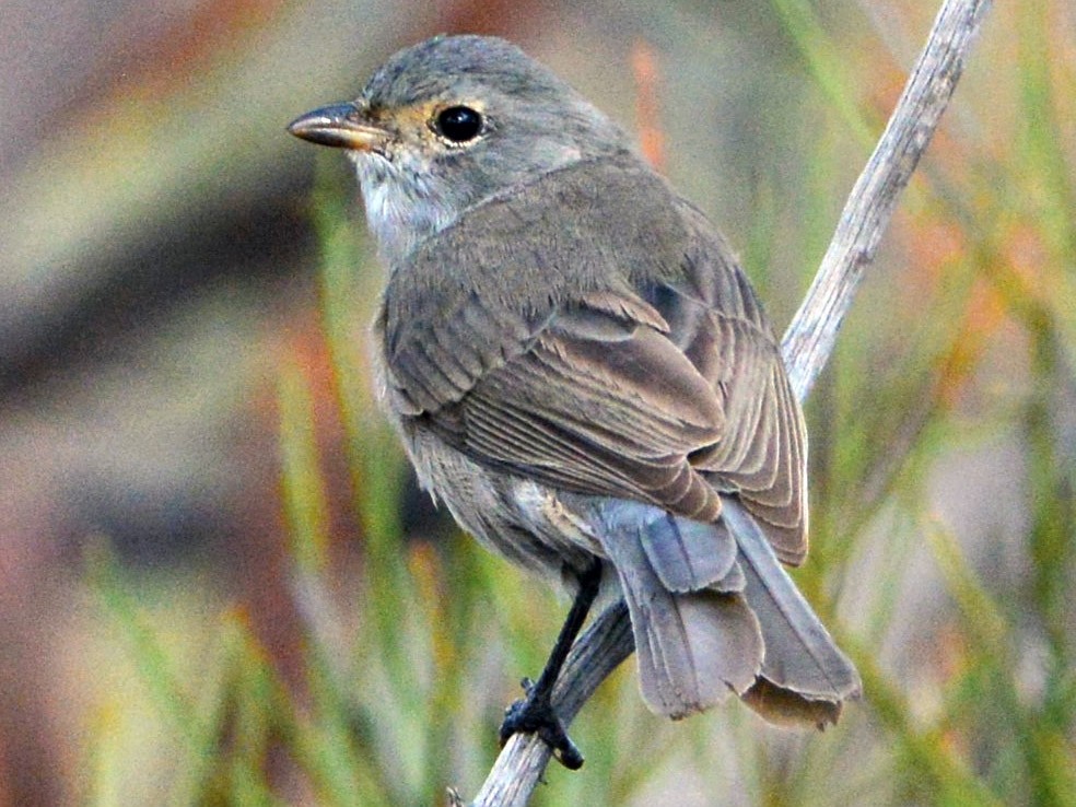 Red-lored Whistler - eBird