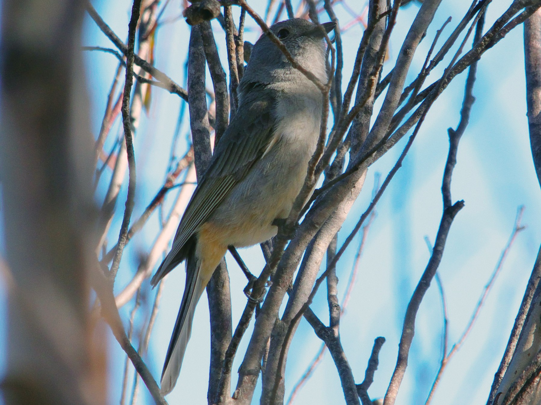 Red-lored Whistler - eBird