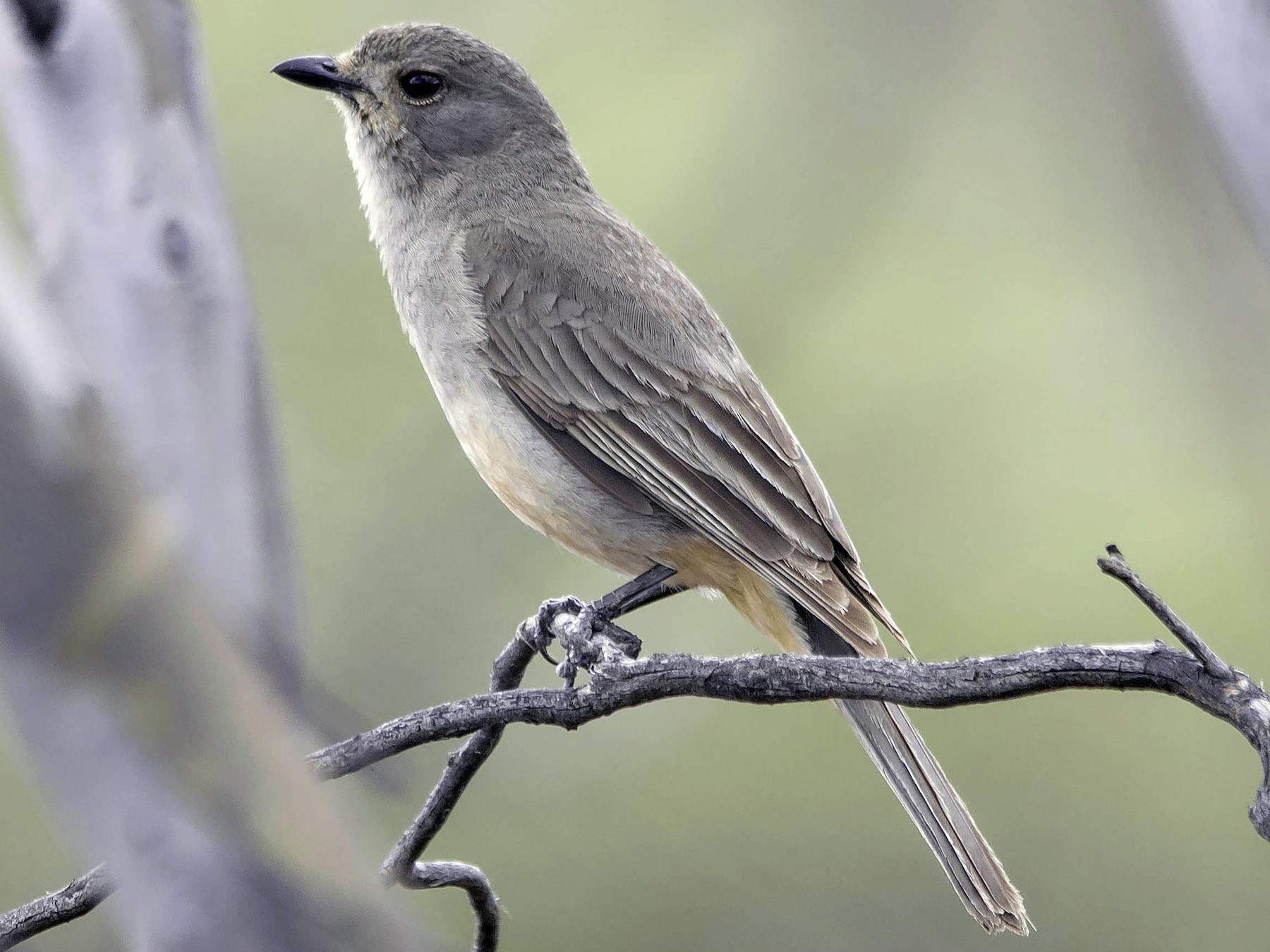 Red-lored Whistler - eBird