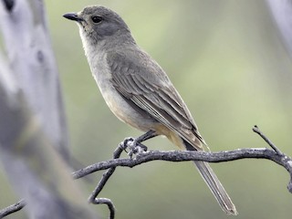 Red-lored Whistler - eBird