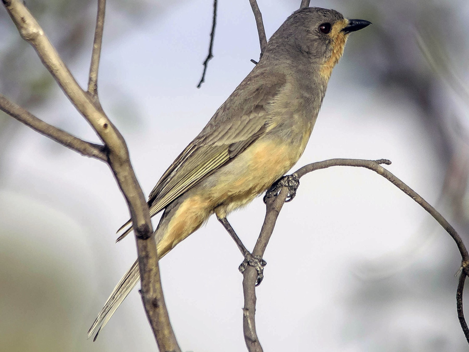 Red-lored Whistler - eBird