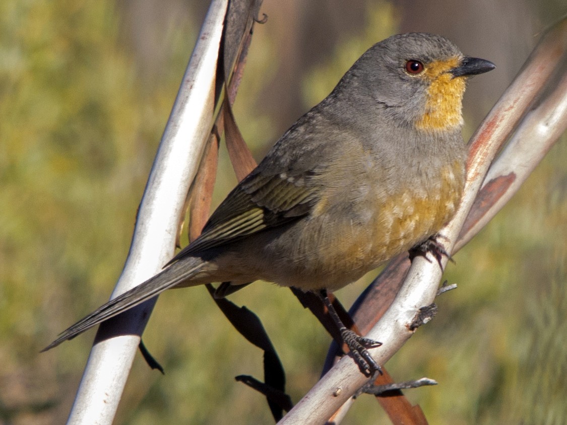Red-lored Whistler - eBird
