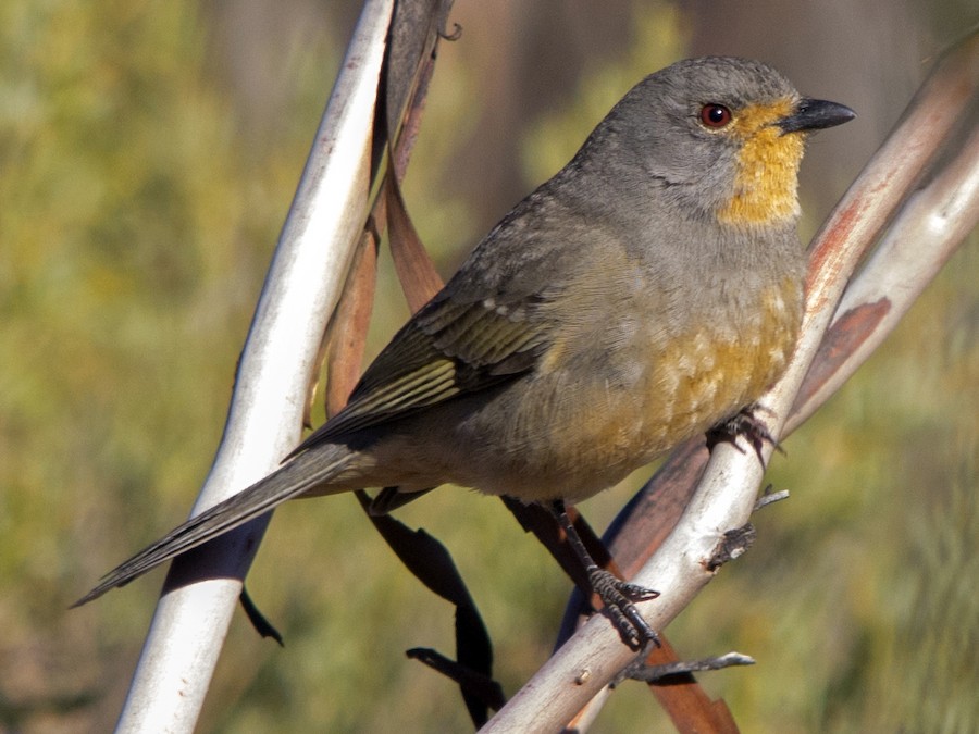 Red-lored Whistler - eBird