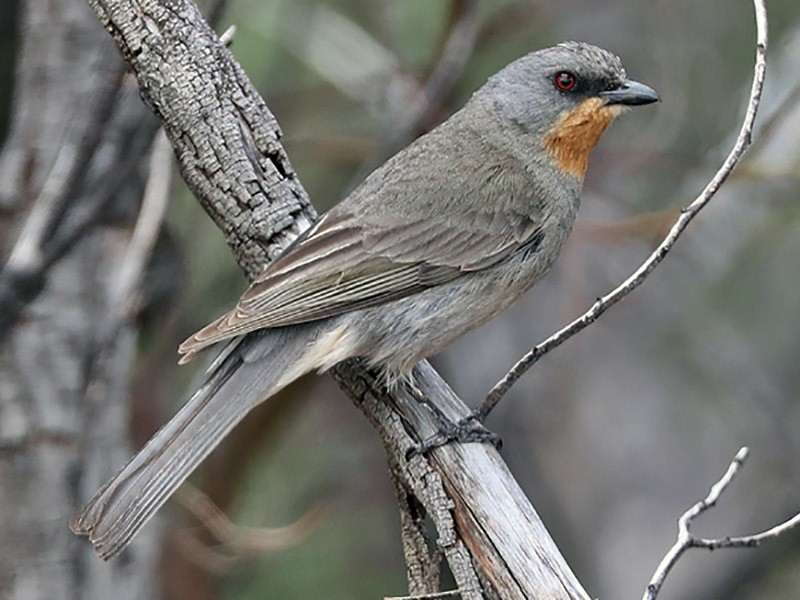 Silbador de Gilbert - eBird