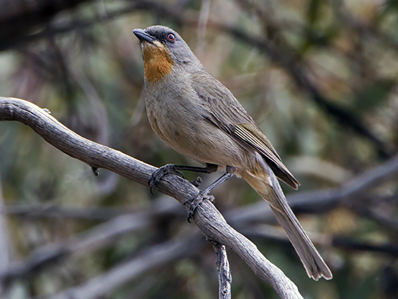 Silbador de Gilbert - eBird