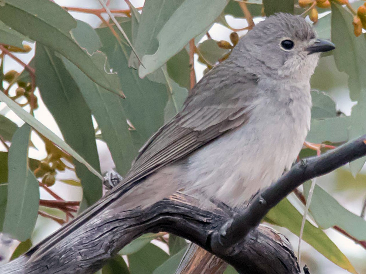 Gilbert's Whistler - eBird