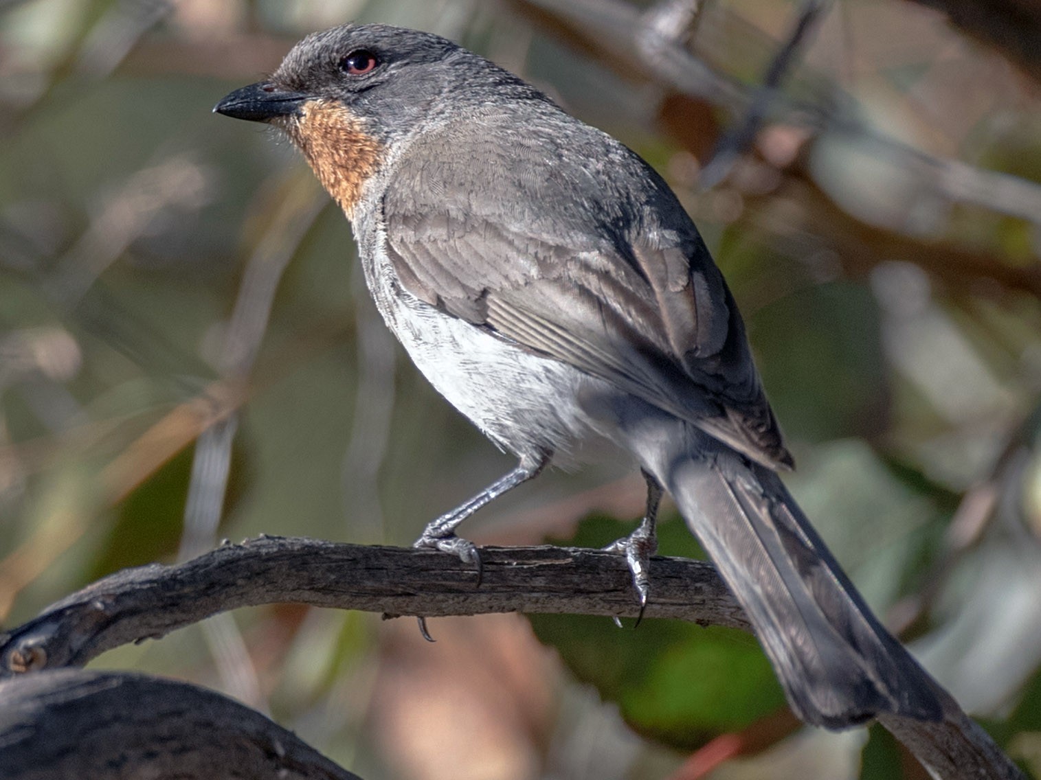 Gilbert's Whistler - eBird