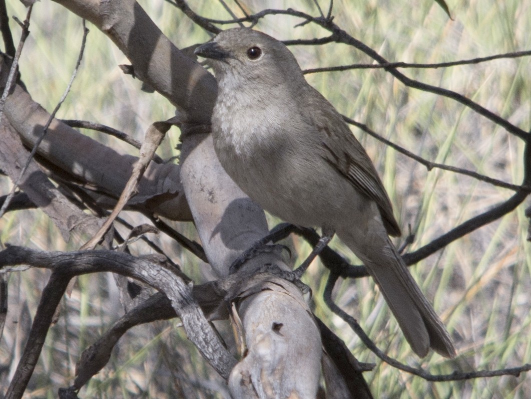 Gilbert's Whistler - eBird