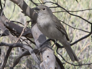 Gilbert's Whistler - eBird