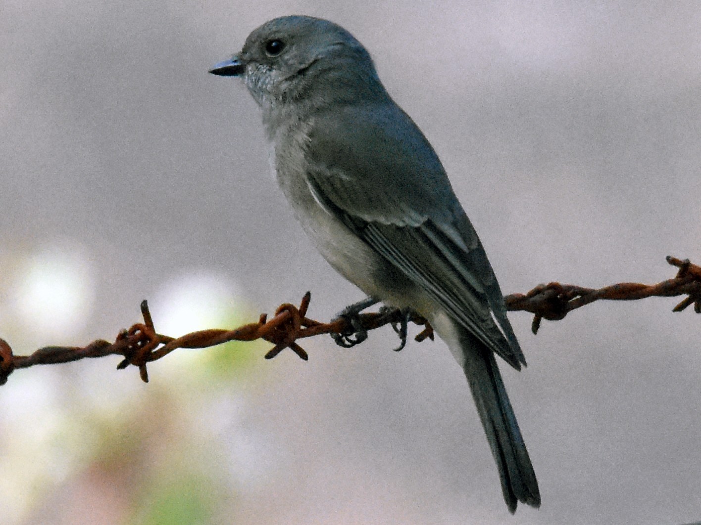 Western Whistler - eBird