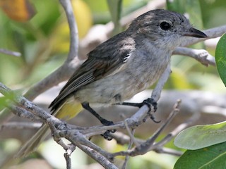 Black-tailed Whistler - eBird