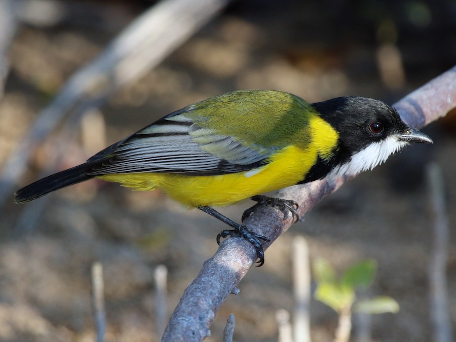 Black-tailed Whistler - eBird