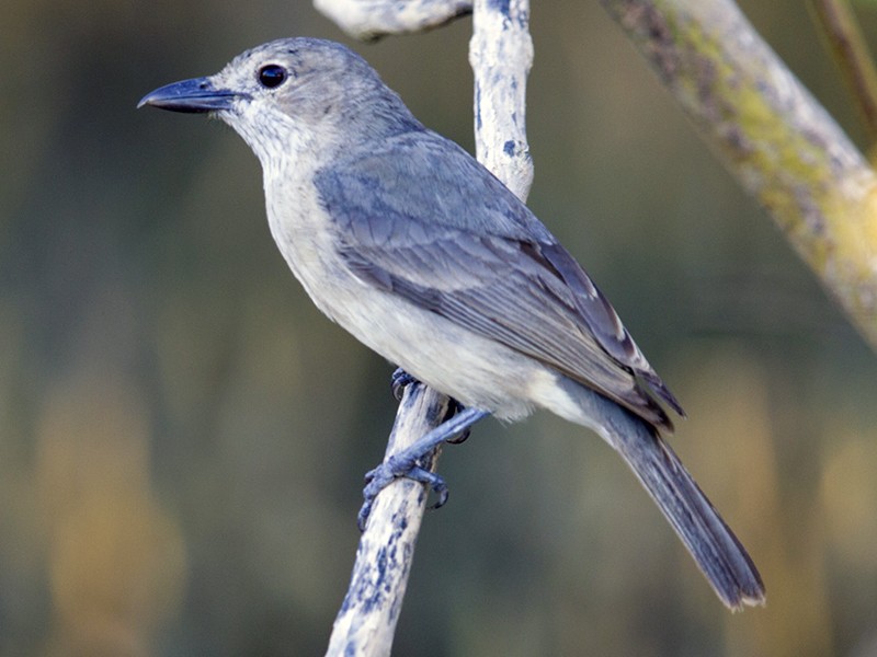White-breasted Whistler - eBird