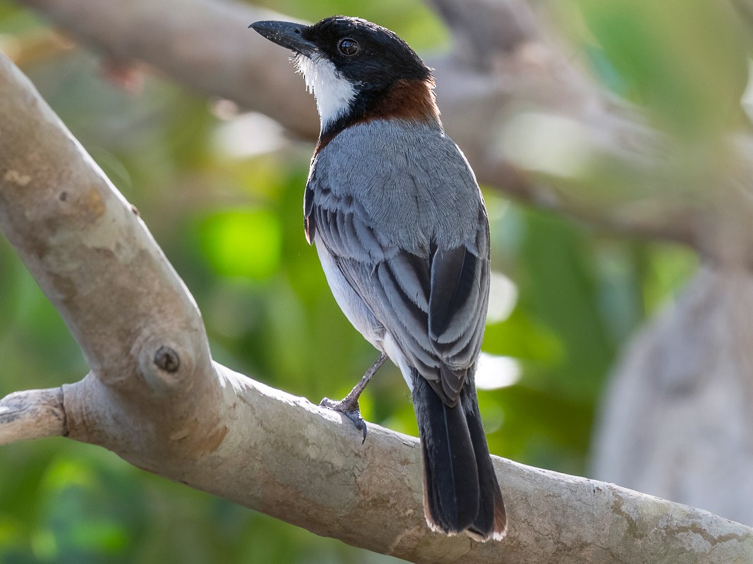 White-breasted Whistler - eBird