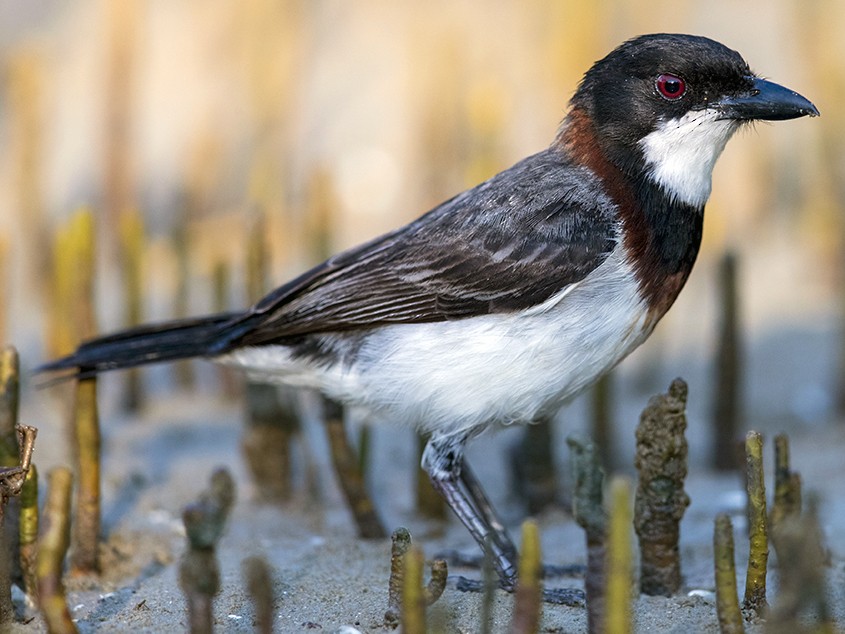 White-breasted Whistler - eBird