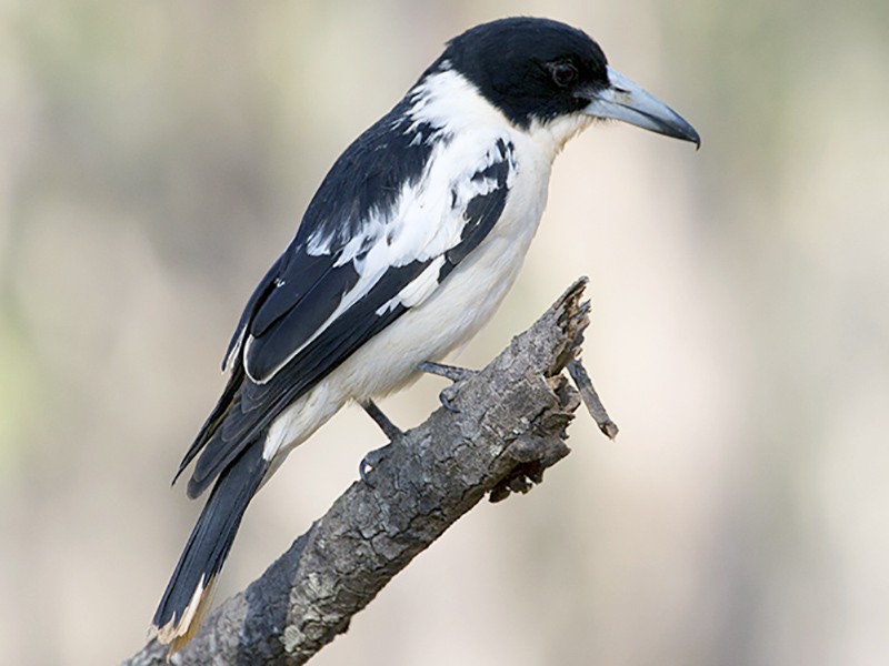 Black-backed Butcherbird - eBird