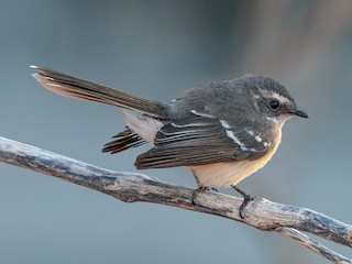 Mangrove Fantail - eBird