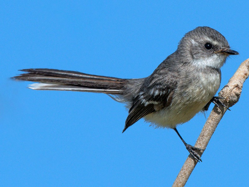 Mangrove Fantail - Rhipidura phasiana - Birds of the World