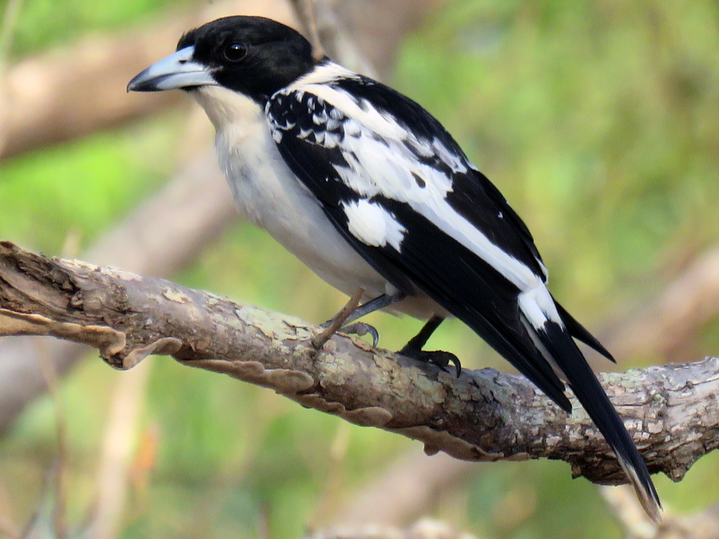 Black-backed Butcherbird - eBird
