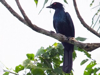 Trumpet Manucode - eBird