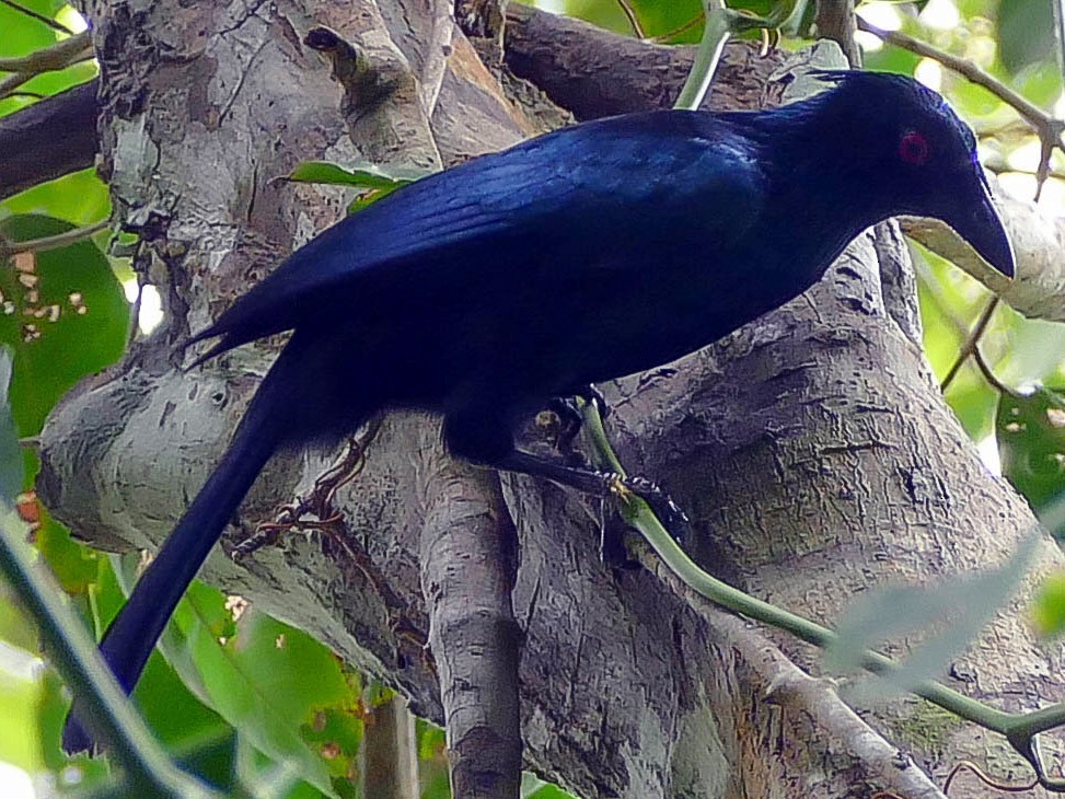 Trumpet Manucode - eBird