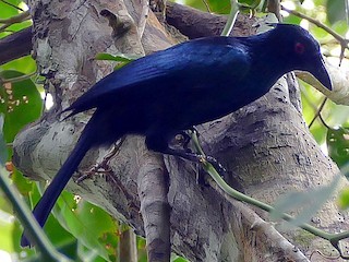 Trumpet Manucode - eBird