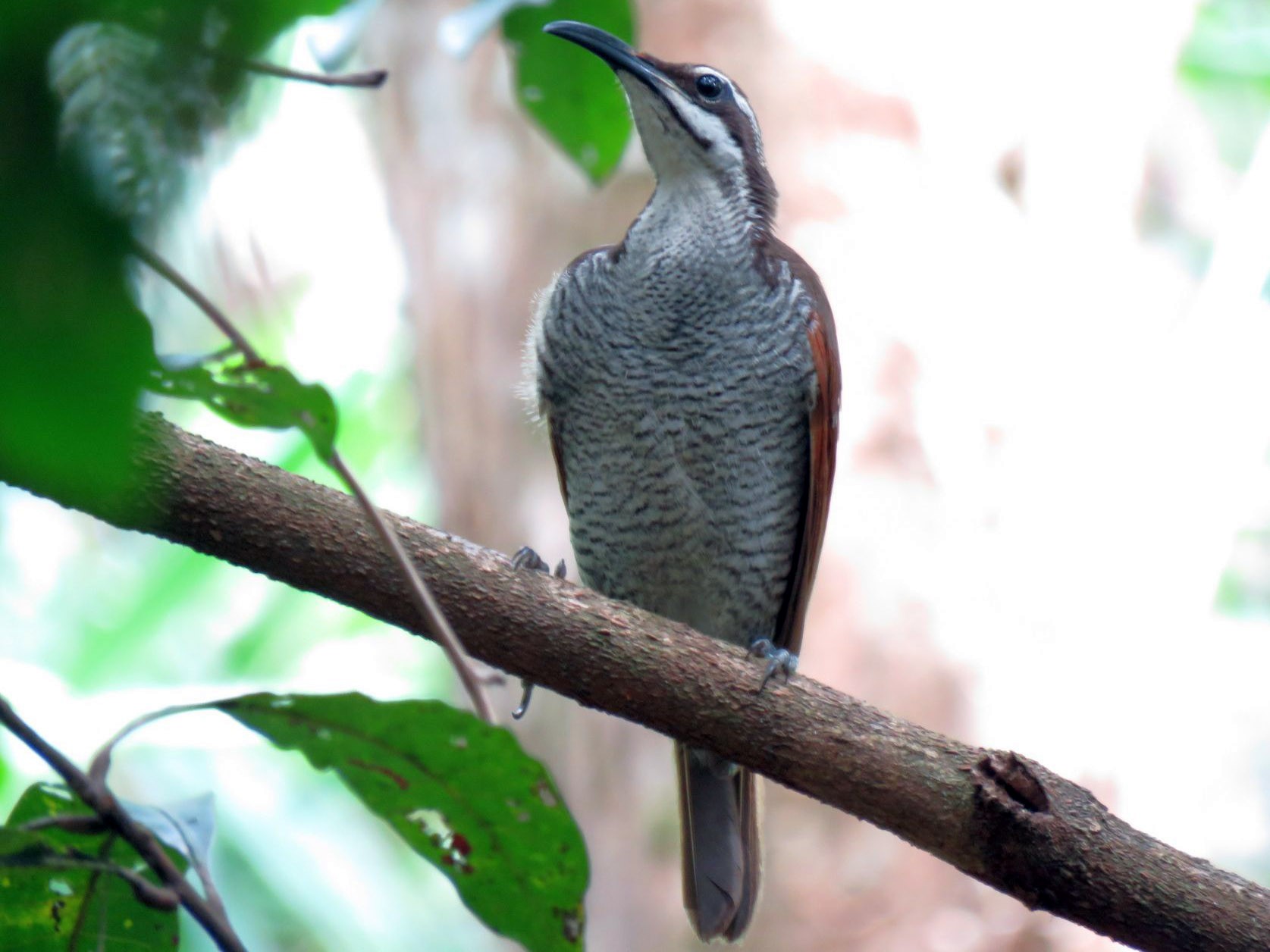 Magnificent Riflebird - eBird
