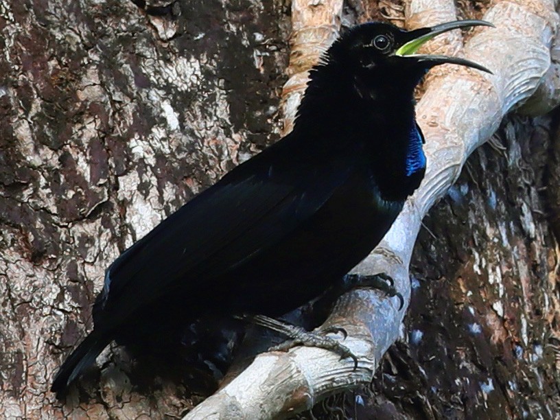 Magnificent Riflebird - Ptiloris magnificus - Birds of the World