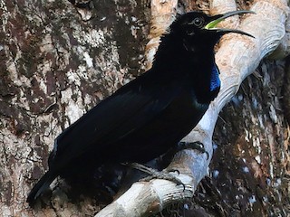 Magnificent Riflebird - Ptiloris magnificus - Birds of the World