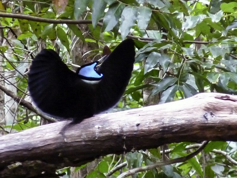 Magnificent Riflebird - eBird