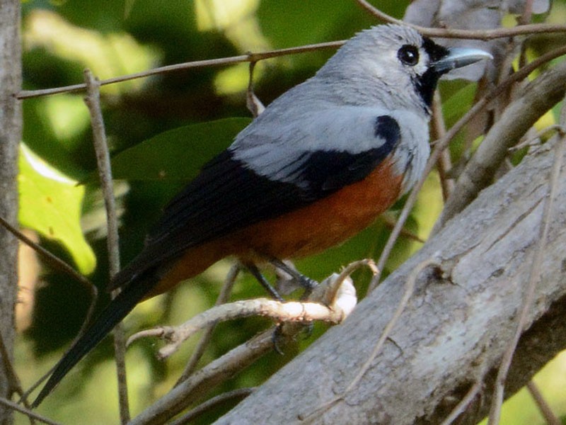 Black-winged Monarch - eBird