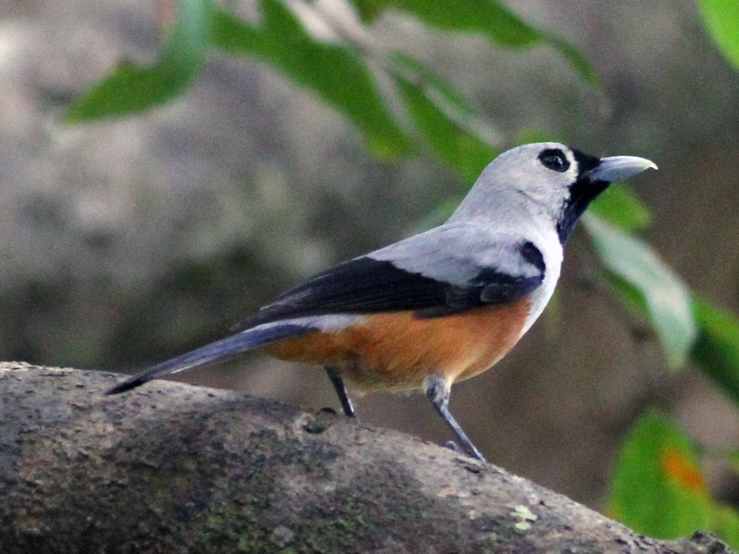 Black-winged Monarch - eBird