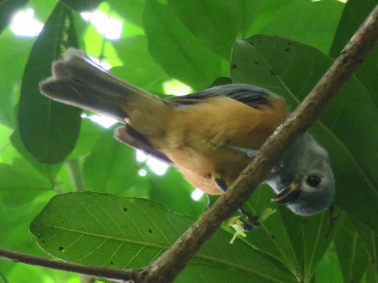 Black-winged Monarch - eBird