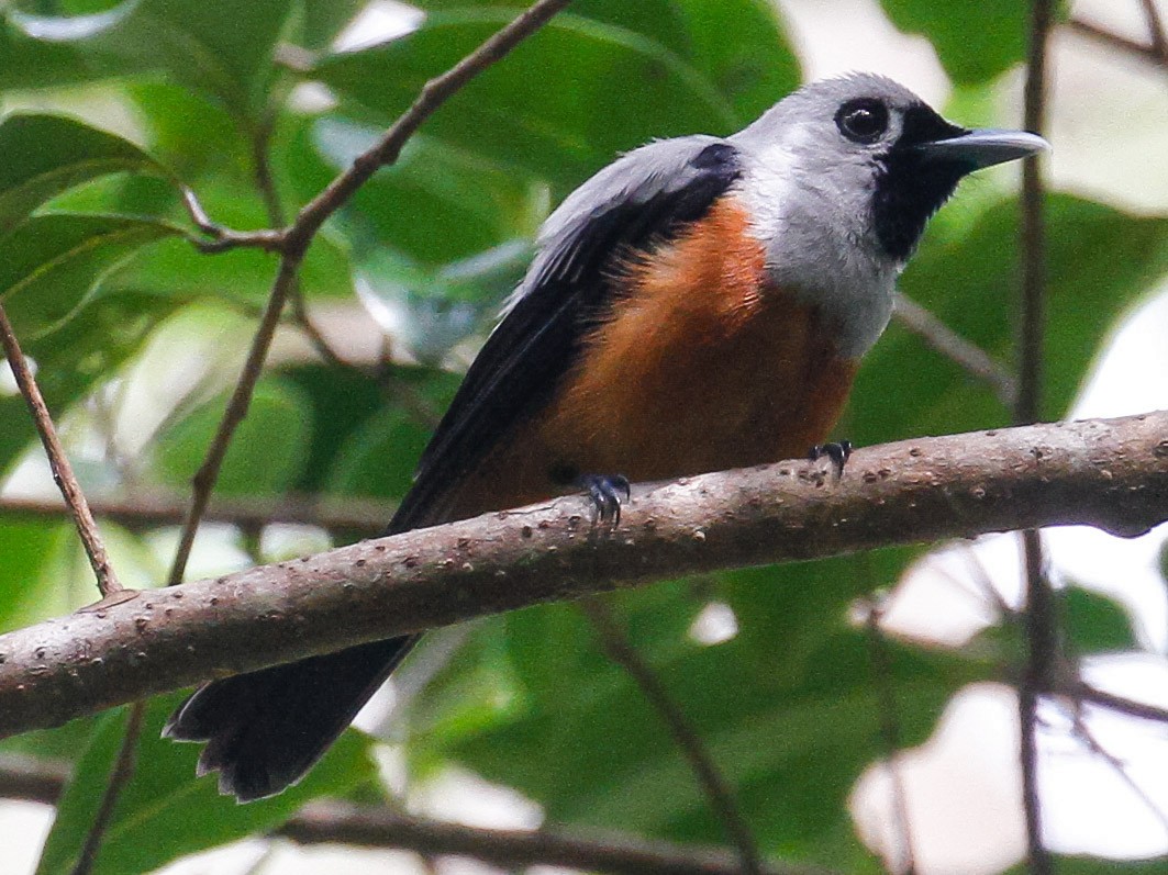 Black-winged Monarch - eBird