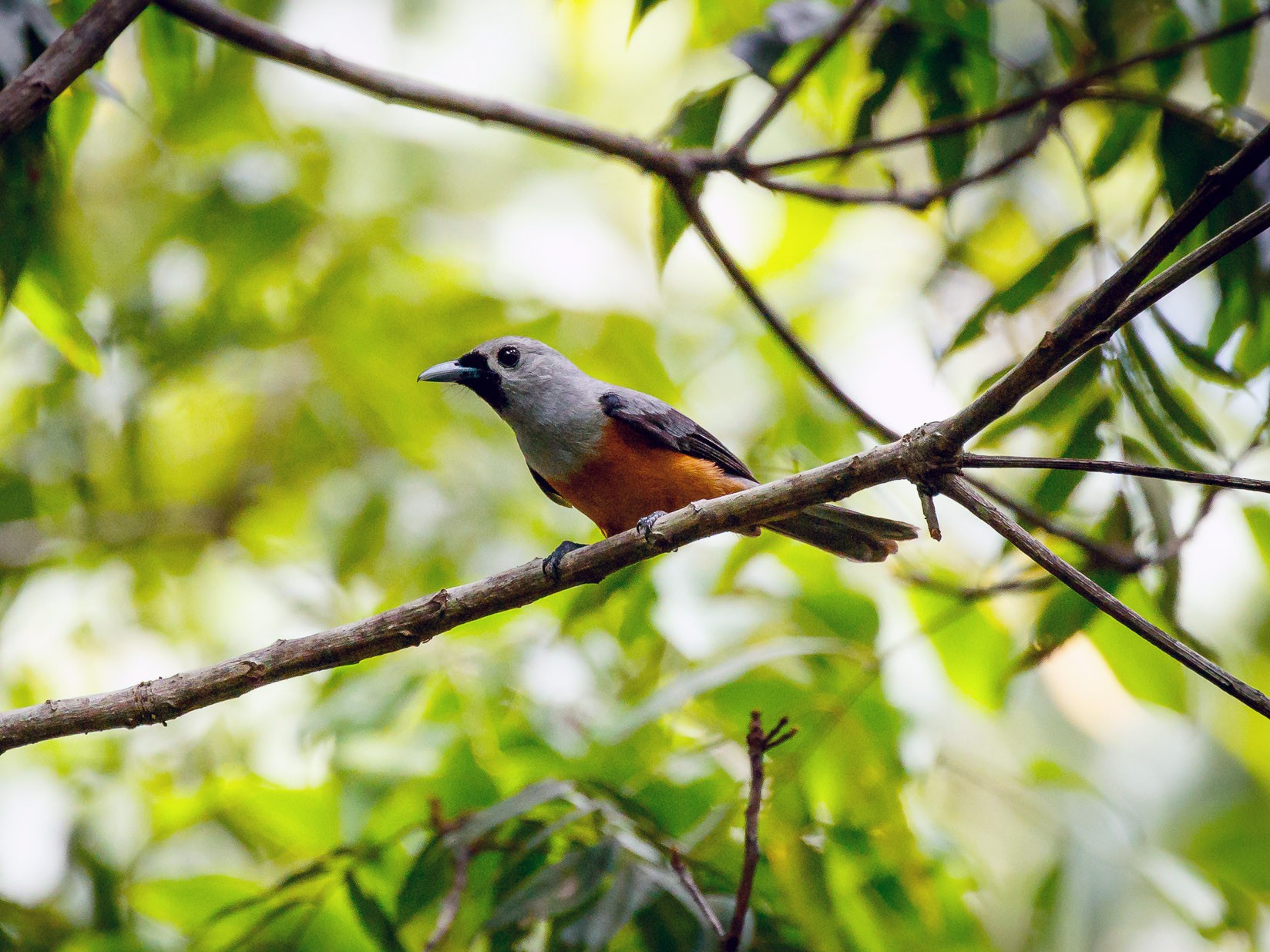 Black-winged Monarch - eBird