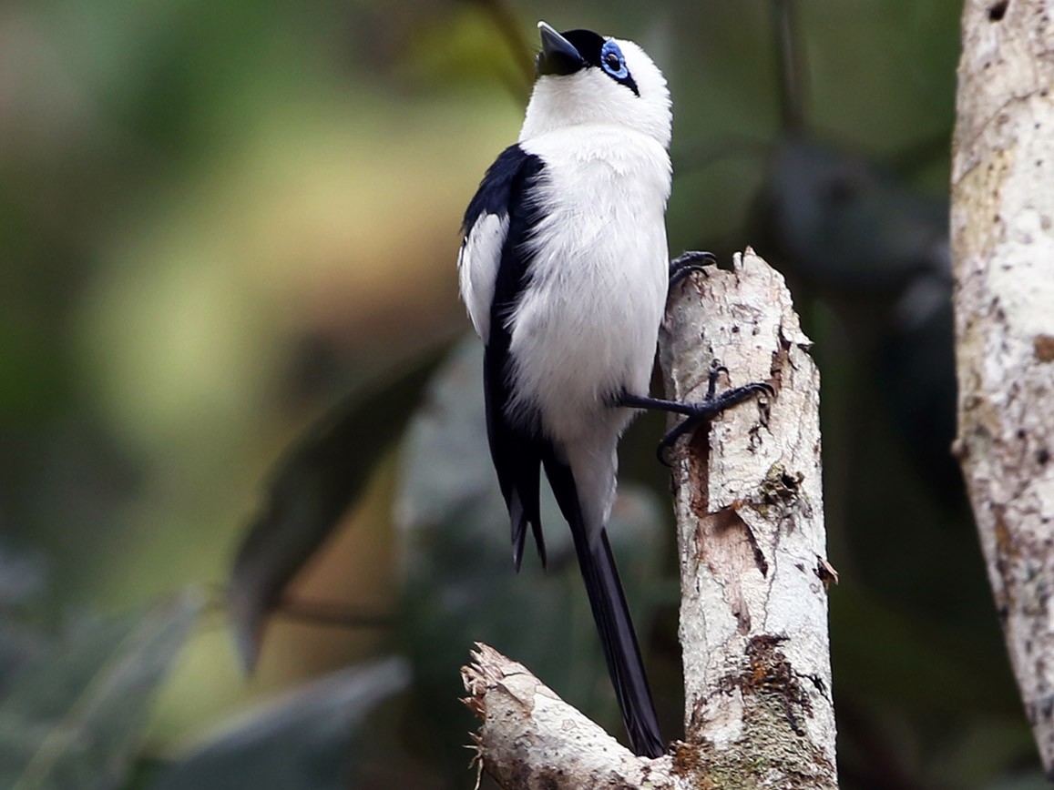 Frill-necked Monarch - eBird