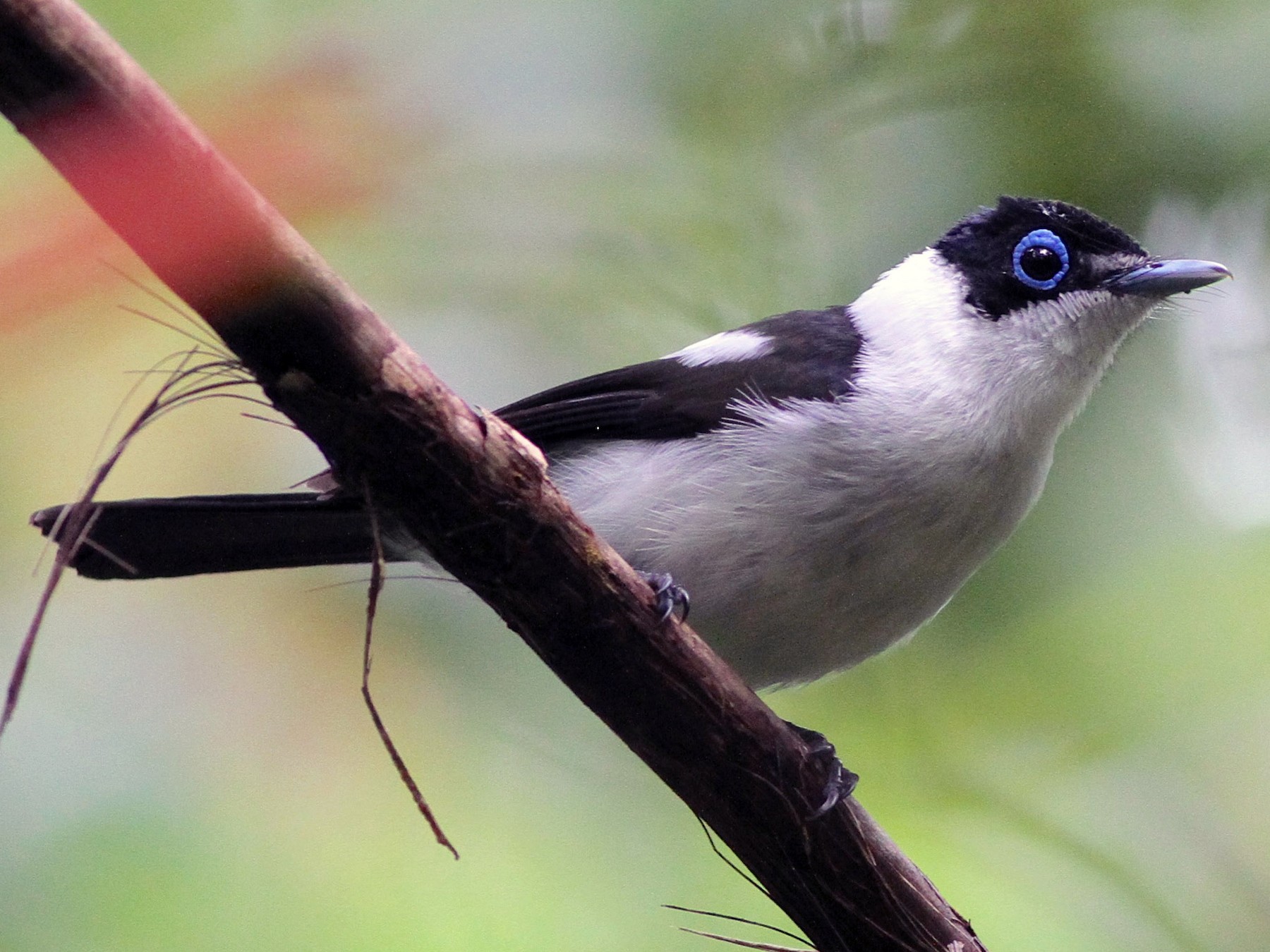 Frill-necked Monarch - eBird