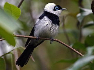 Pied Monarch - eBird