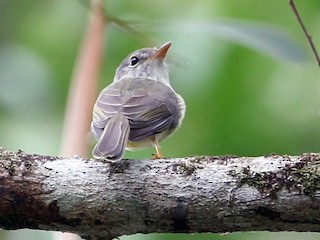 Yellow-legged Flyrobin - eBird