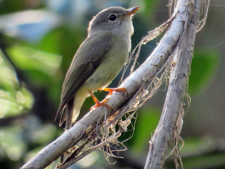 Yellow-legged Flyrobin - eBird