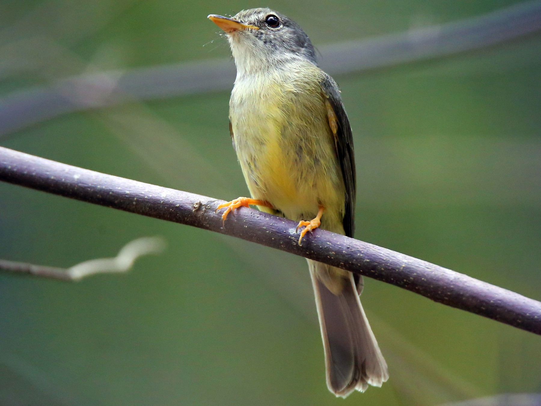 Yellow-legged Flycatcher - eBird