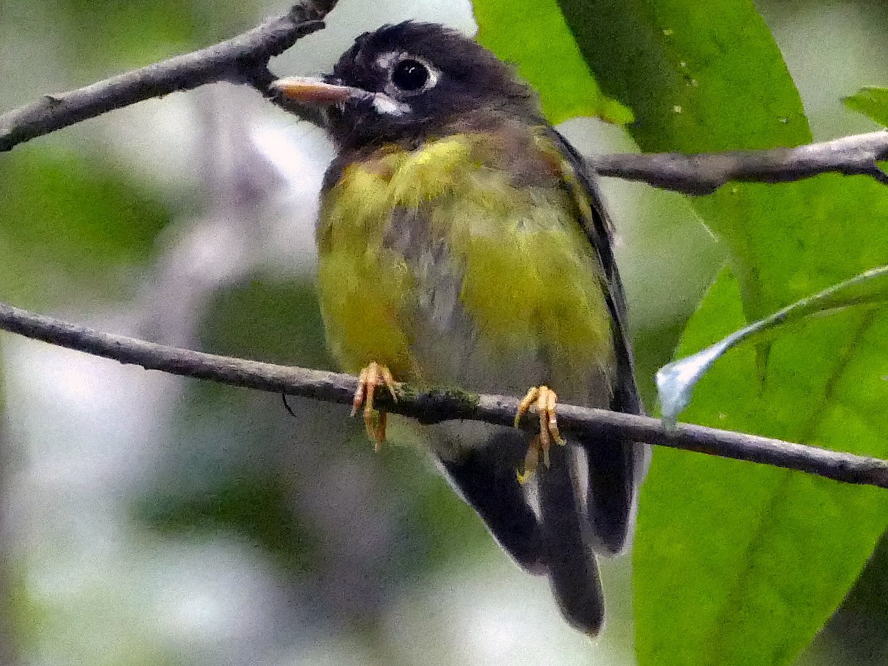 White-faced Robin - eBird