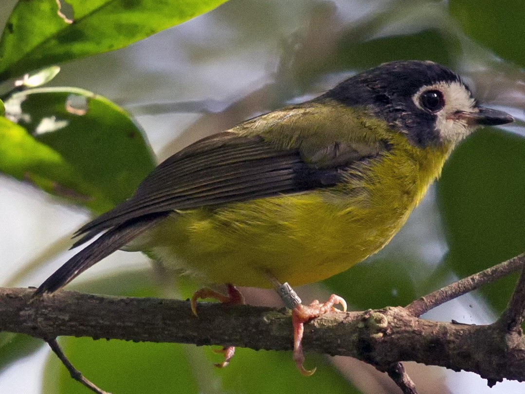 White-faced Robin - eBird