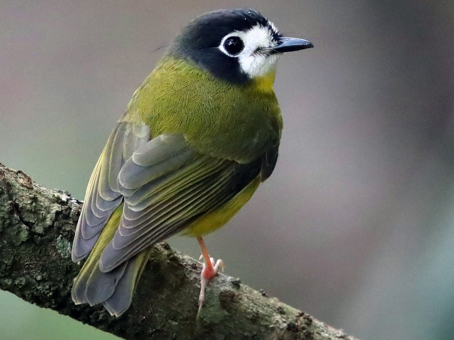 White-faced Robin - eBird