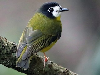 White-faced Robin - eBird