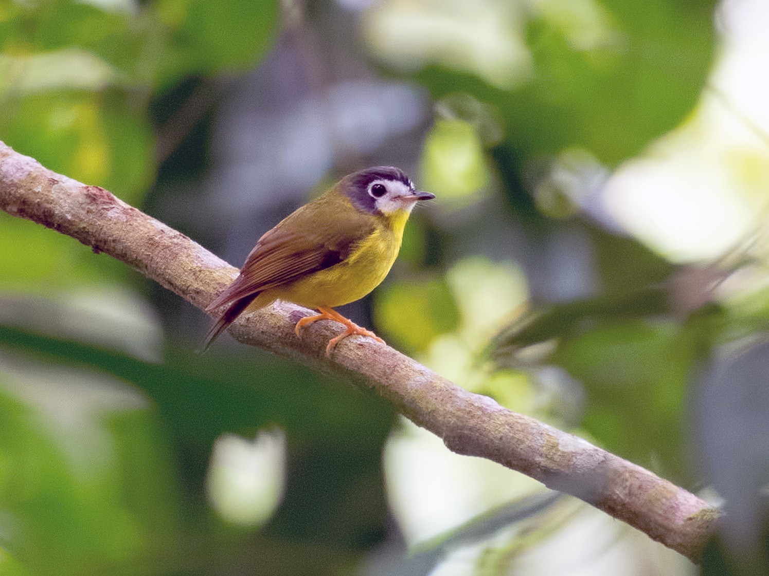 White-faced Robin - eBird