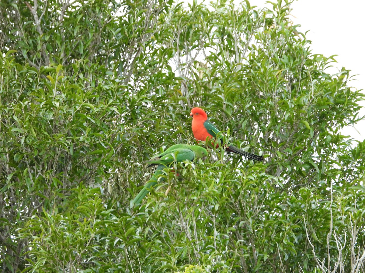 eBird Checklist - 30 Aug 2019 - Lamington National Park--Bellbird ...