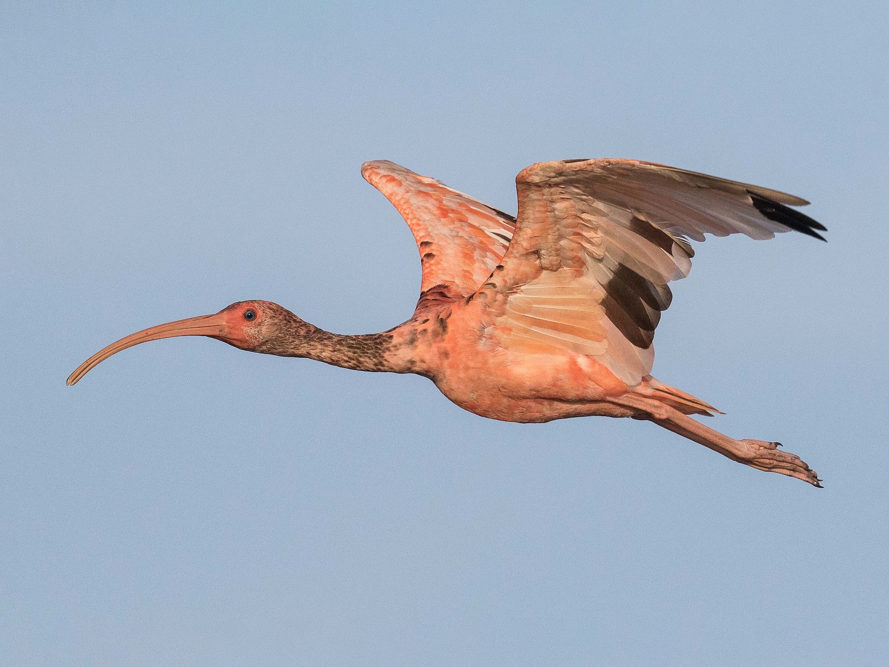 Scarlet Ibis - eBird